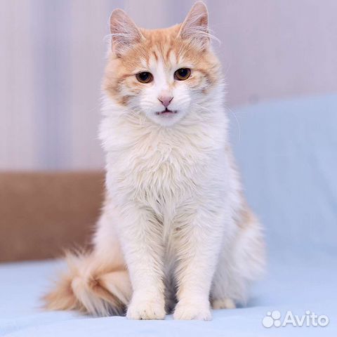 Кошка Катя рыже-белая пушистая в дар