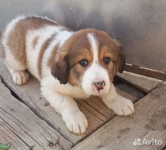 Щенок алабая в добрые руки