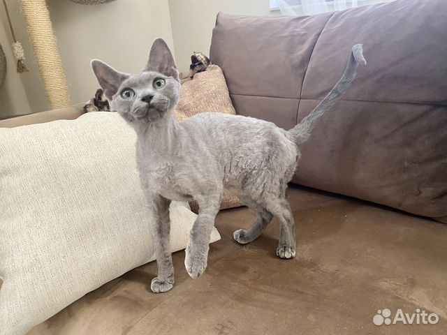 Девон-рекс голубая кошечка Ариадна