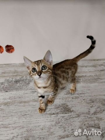 Бенгальская кошка