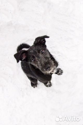 Чуча ищет семью, в добрые руки