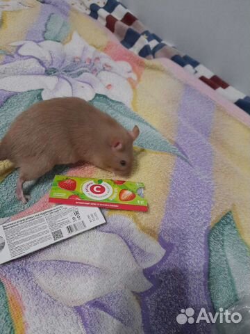 Отдаю двух крыс дамбо в добрые руки