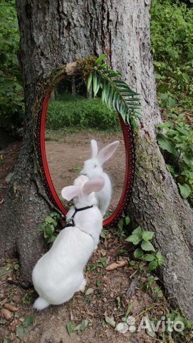 Белый великан самец