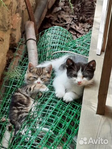 Отдаю бесплатно котиков