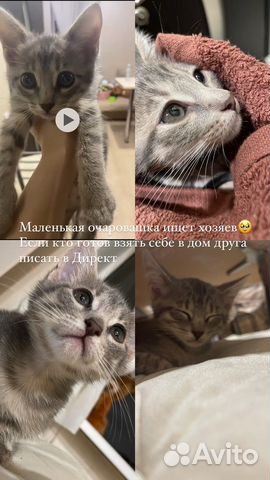 Отдам очаровашку в добрые руки безоплатно