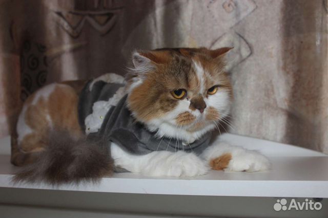 Котёнок,11 месяцев