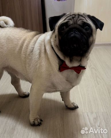 Мопс вязка мальчик