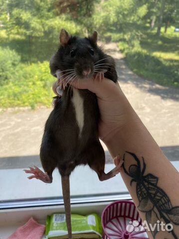 Крыса дамбо