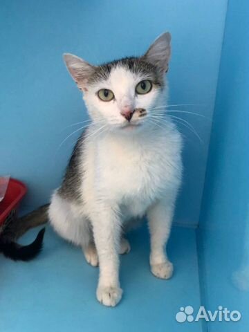 Шанс кошки Малышки