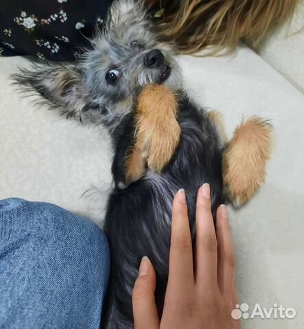 Собака маленькая порода