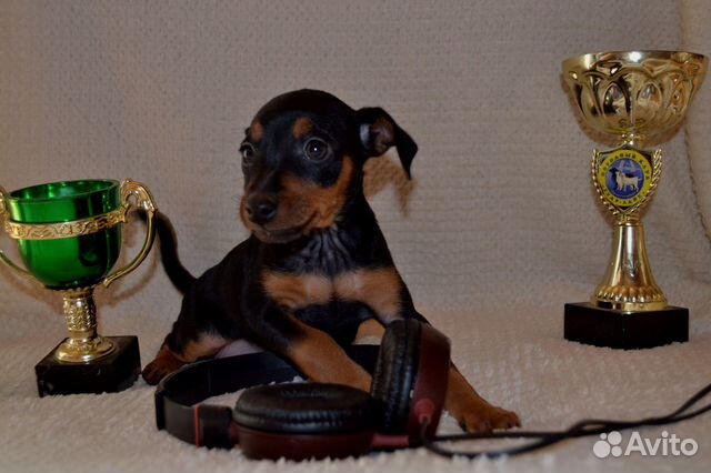 Настоящие пинчеры с документами РКФ