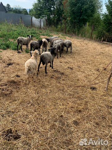 Бараны телята