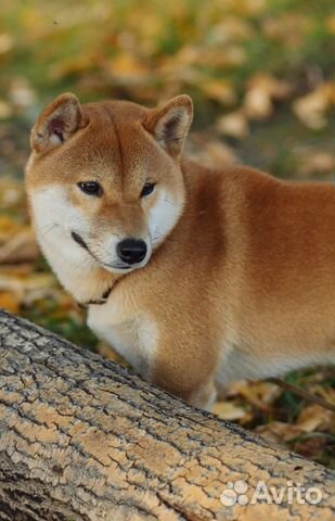 Сиба ину кобель вязка