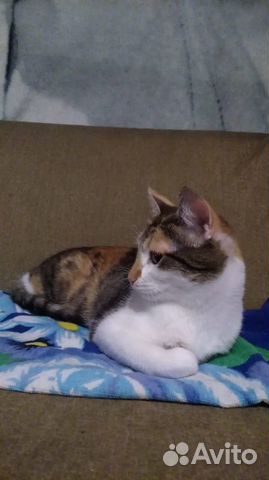 Кошечка Марта похожая на сову