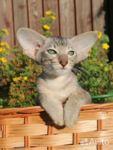 Ориентальные котята