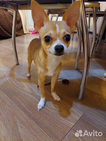 Вязка кобель чихуахуа