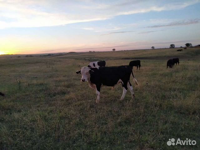 Бычки на откорм