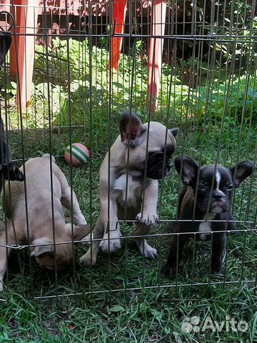 Французский бульдог