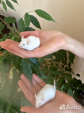 Нежные кормовые мыши