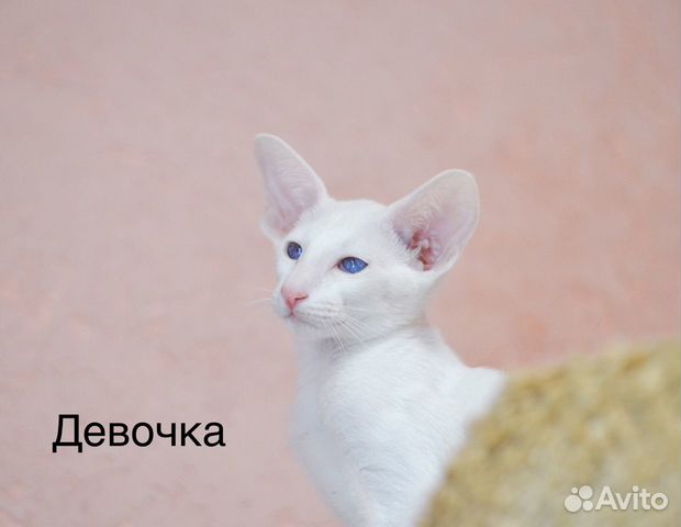 Ориентальные котята