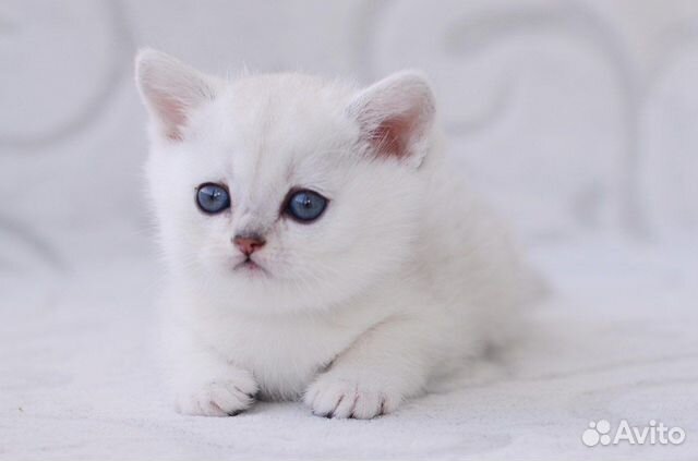 Серебристые британские шиншиллы