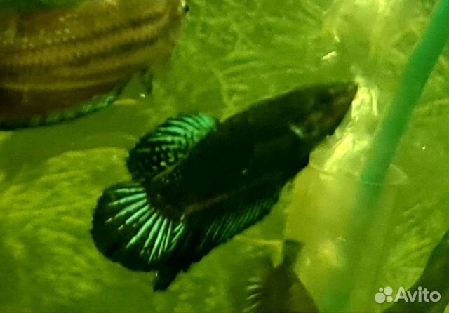 Молодые петушки супердельты и плакаты