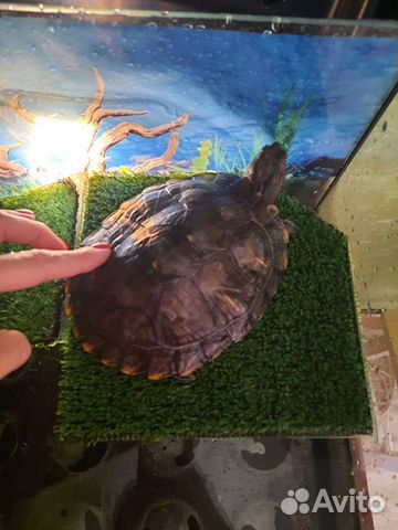 Красноухая черепаха бесплатно