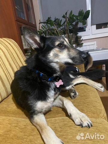 Собака девочка