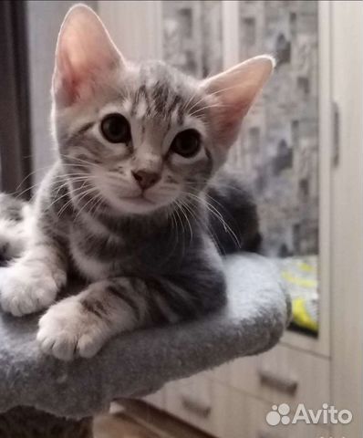 Бенгальская кошечка