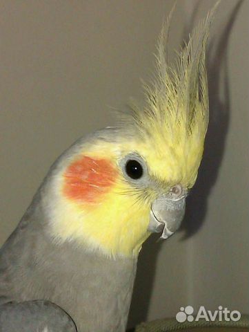 Попугай корелла самец