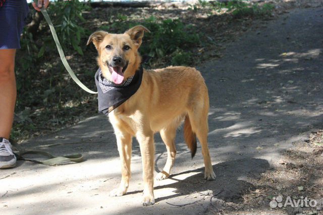 Милашка собачка Меренга ищет дом