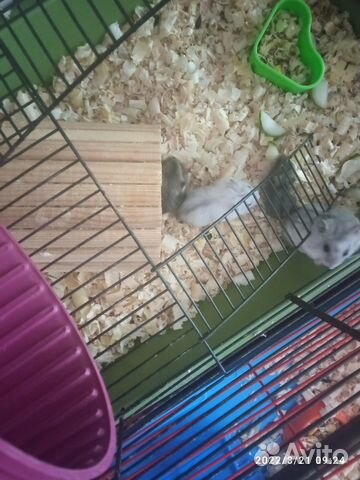 Отдам в добрые руки малышей джунгариков