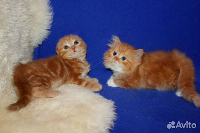 Красные мраморные шотландские котята