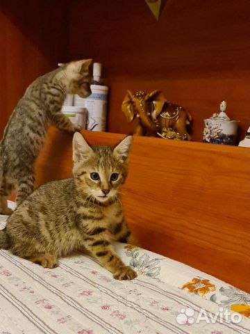 Котята чаузи ф1