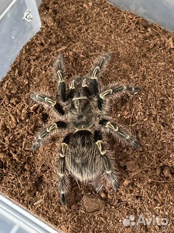 Паук птицеед grammostola pulchripes