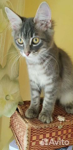 Всем кошкам по любящим ручкам