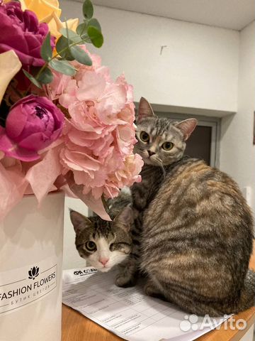 Кошка 2 года