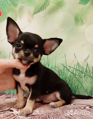 Щенки чихуахуа большой выбор