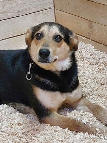 Собака в добрые руки