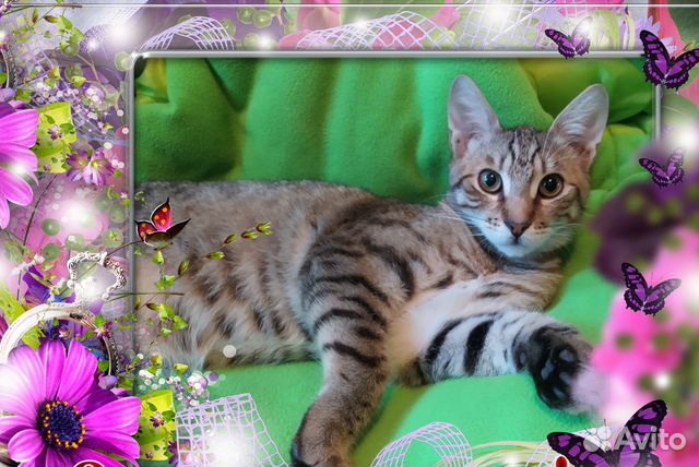 Ласковый красивый малышок ищет свой дом