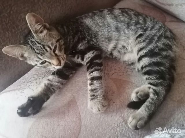 Котенок мальчик полосатый