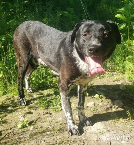 Красавец Пират