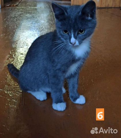 Котенок Конфетка 3 мес