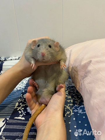 Крыса дамбо мальчик