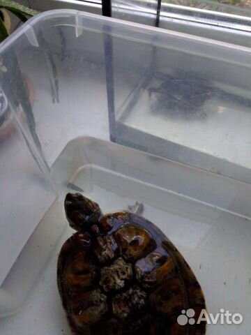 Красноухая черепаха бесплатно