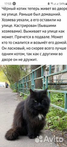 Котик брошенка пушистый