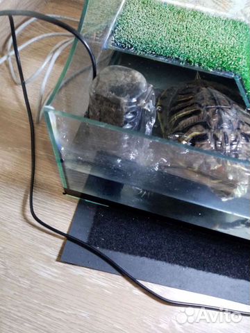 Красноухая черепаха