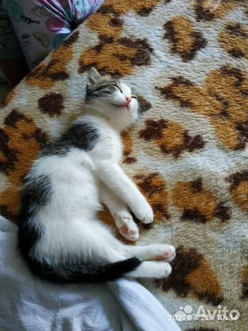 Котенок в добрые руки