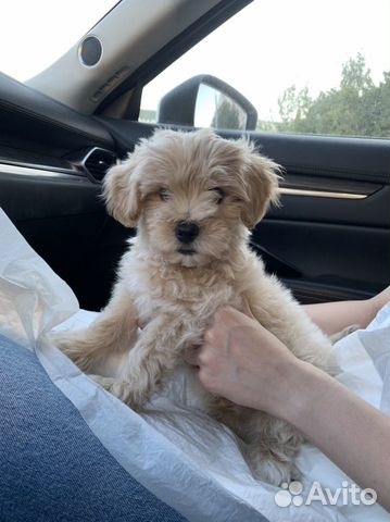 Щенки мальтипу