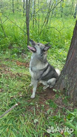 Западно сибирская лайка